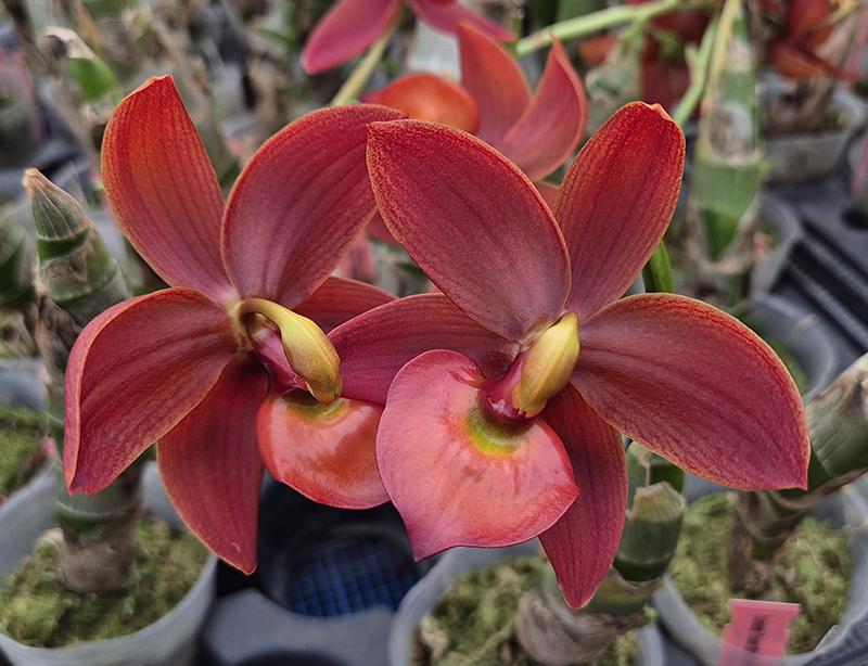 Cycnodes Taiwan Black Pearl