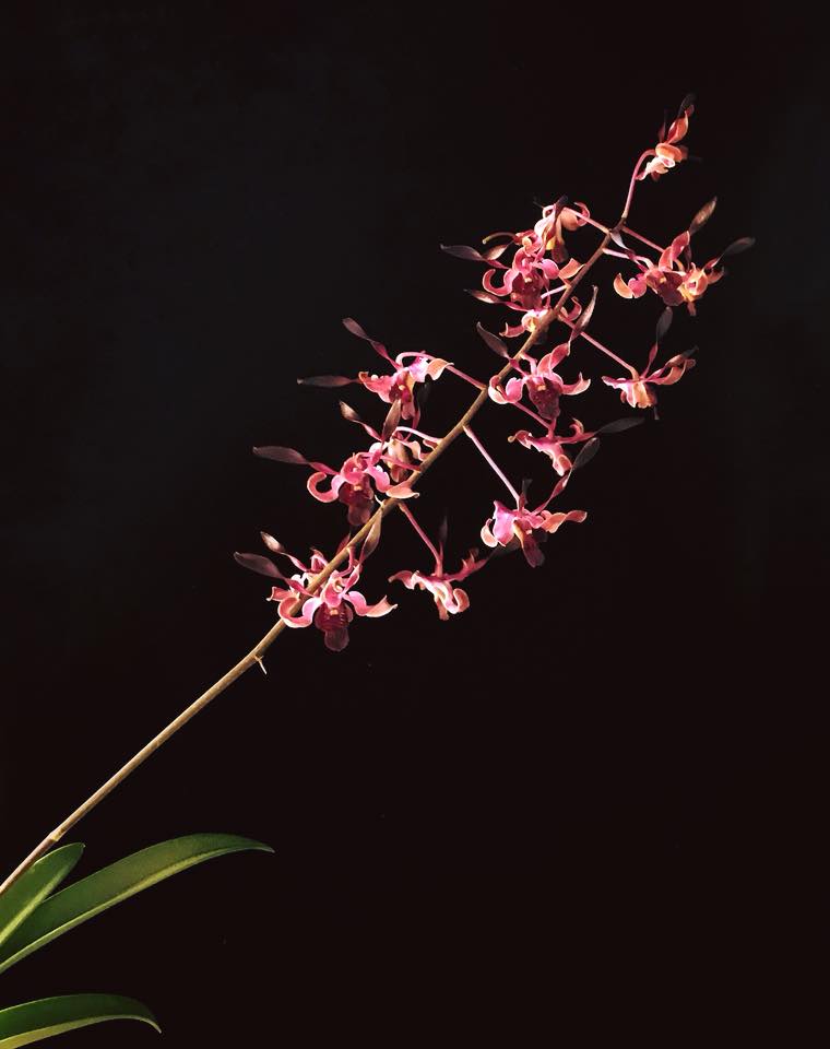 Dendrobium Milo orchid images, lineage and ancestry