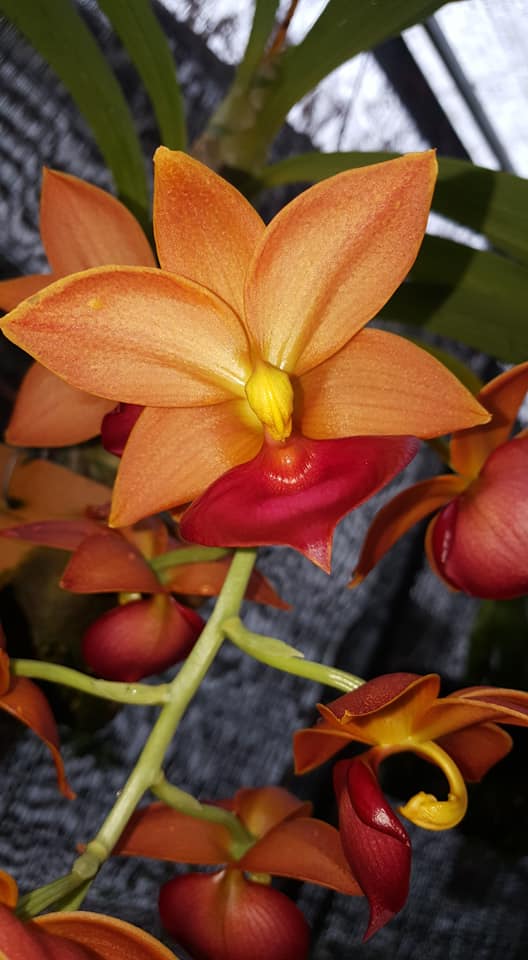 Cycnodes Taiwan Black Pearl - orchidroots