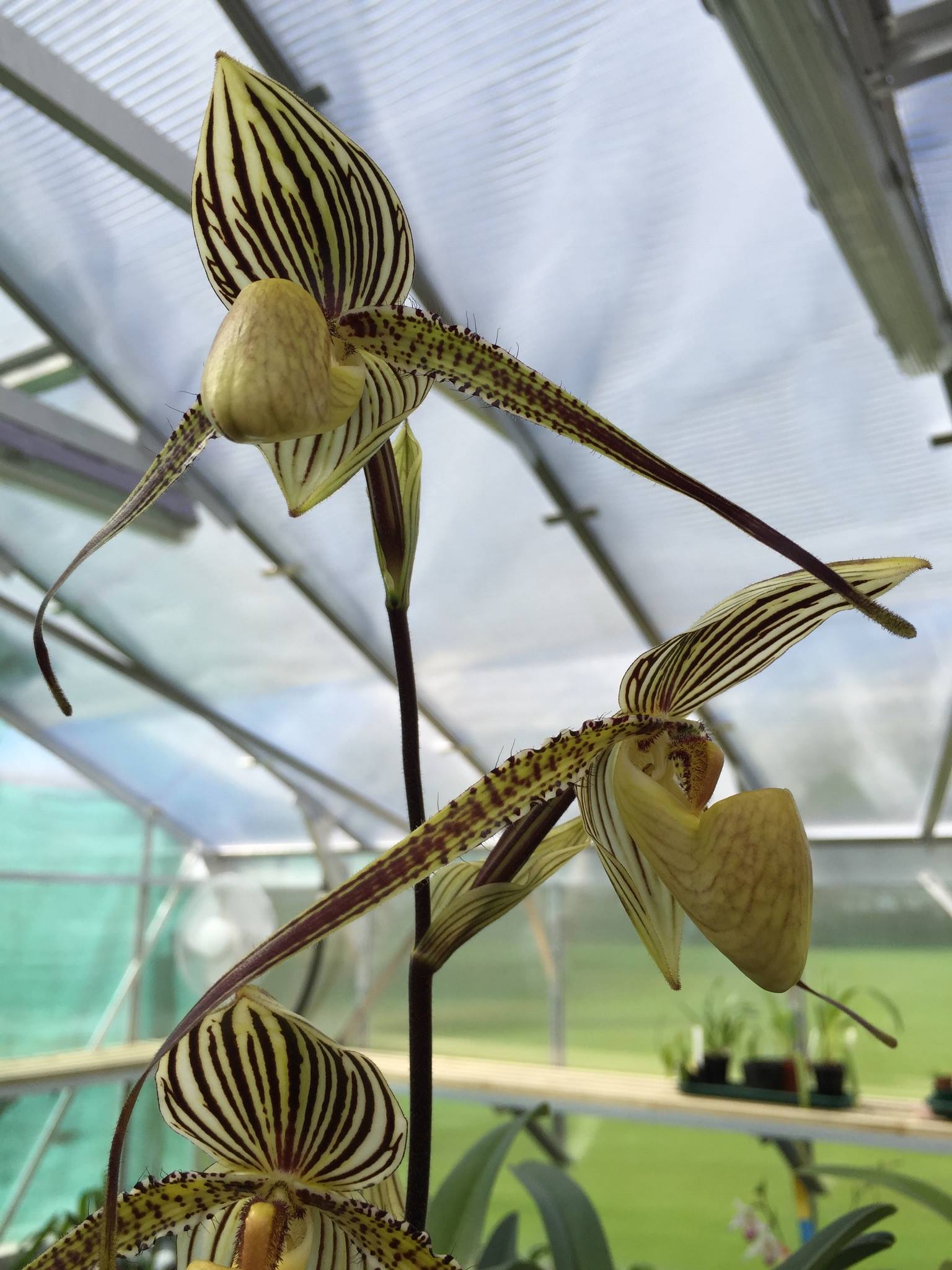 Paphiopedilum Super Saint - orchidroots