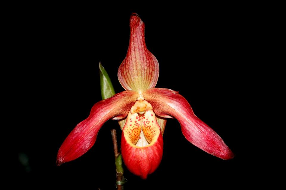 Phragmipedium Living Fire orchid images, lineage and ancestry