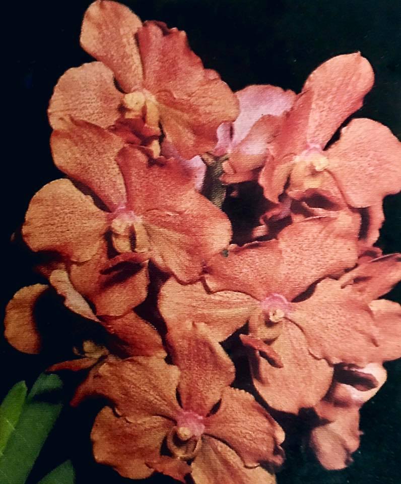 Papilionanda Sek Hong Choon orchid photo gallery