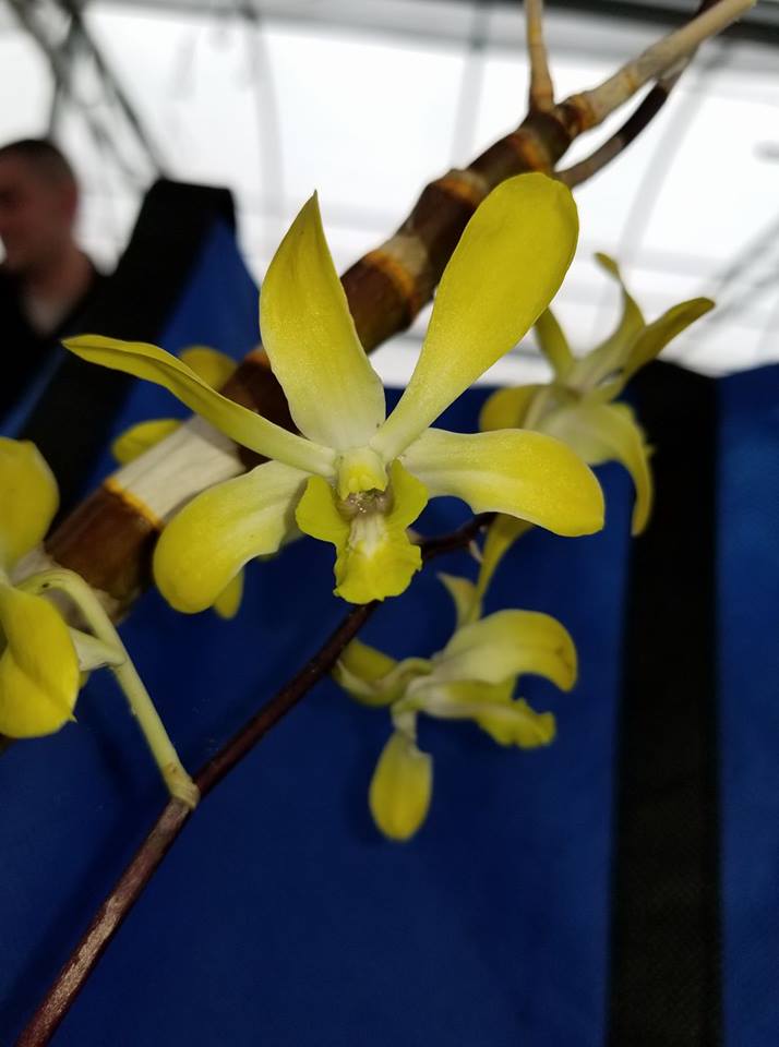 Dendrobium Genting Royal - orchidroots