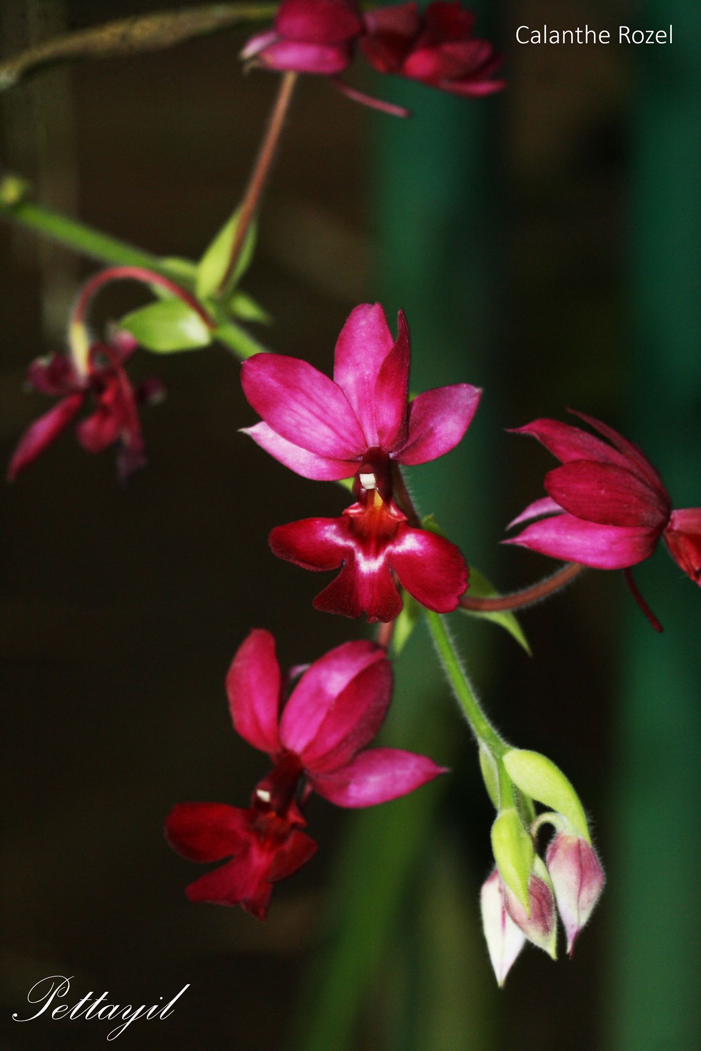 Phaiocalanthe Kryptonite orchid images, lineage and ancestry