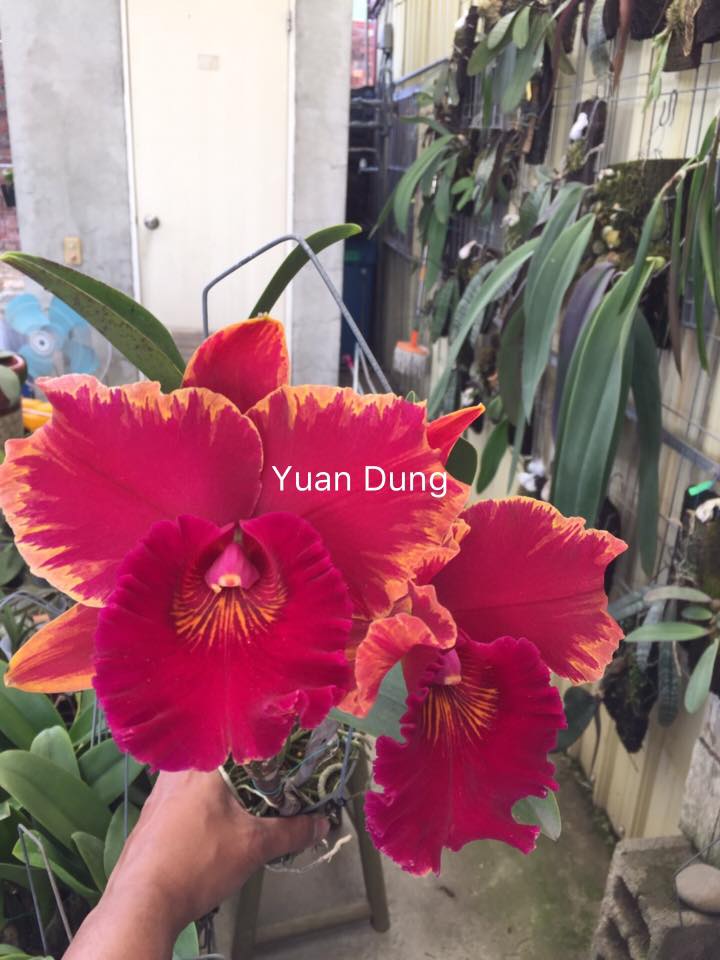 Rhyncholaeliocattleya Hey Song orchid images, lineage and ancestry