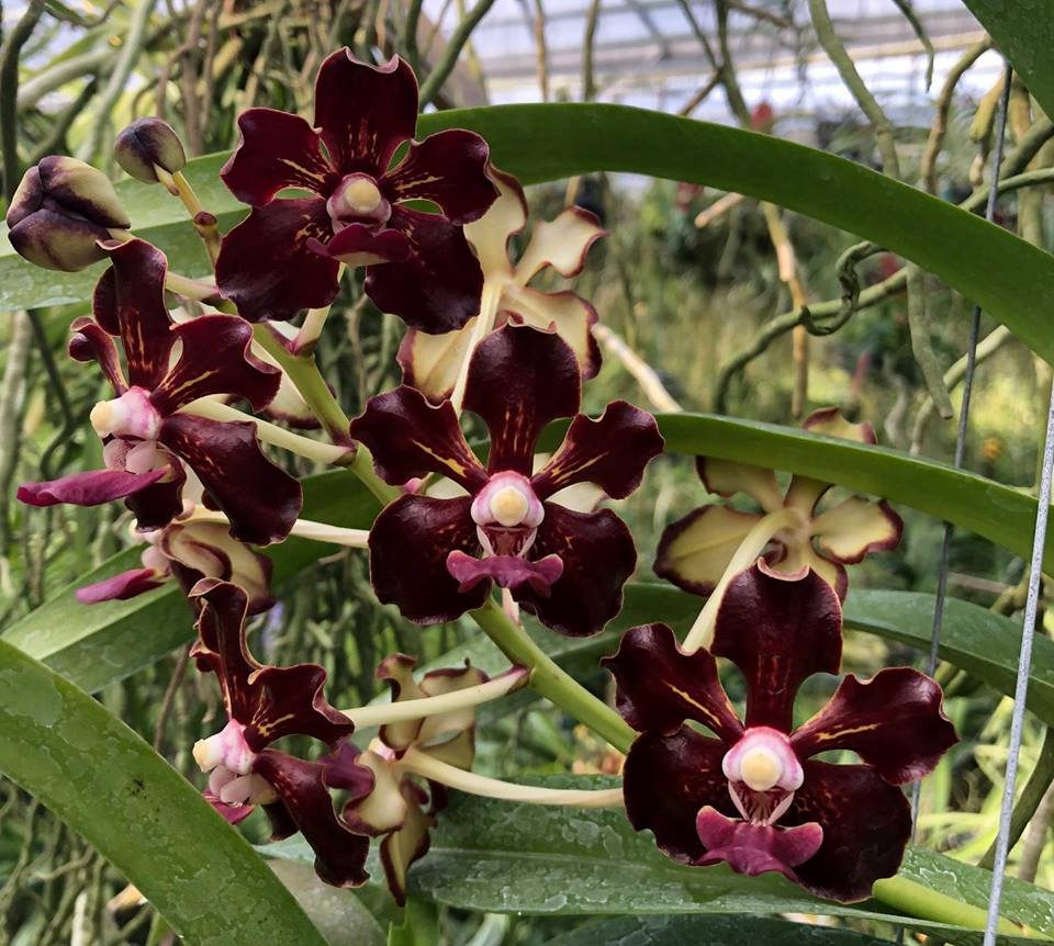 Vanda Motes Hot Chocolate orchid images, lineage and ancestry