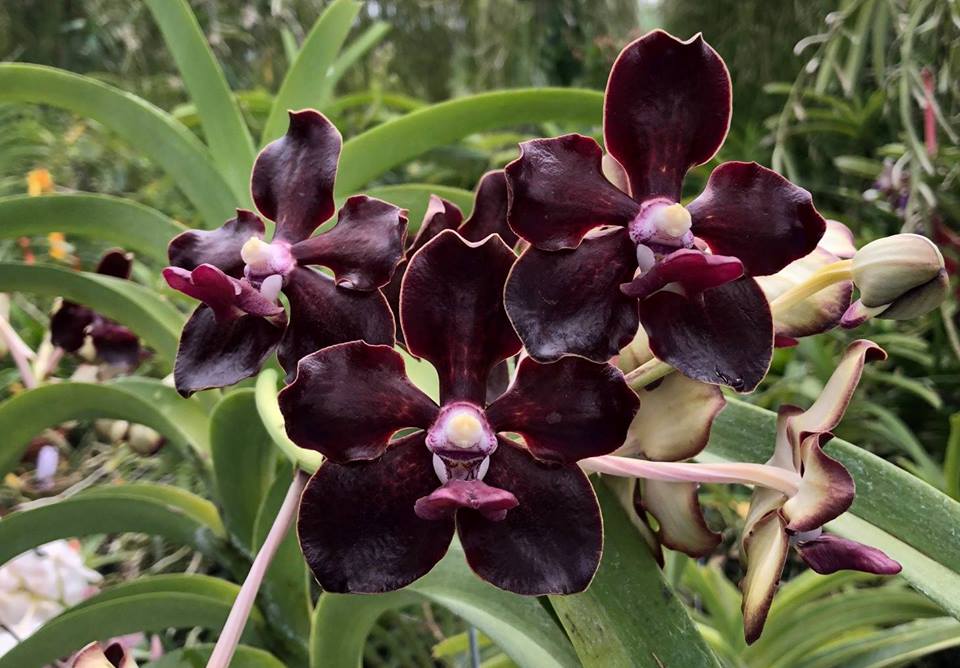 Vanda Motes Hot Chocolate orchid images, lineage and ancestry