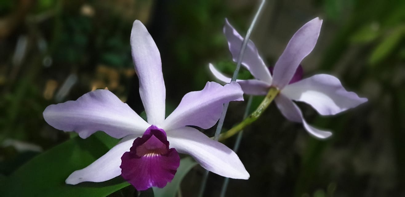 Rhyncholaeliocattleya Princess Naurah
