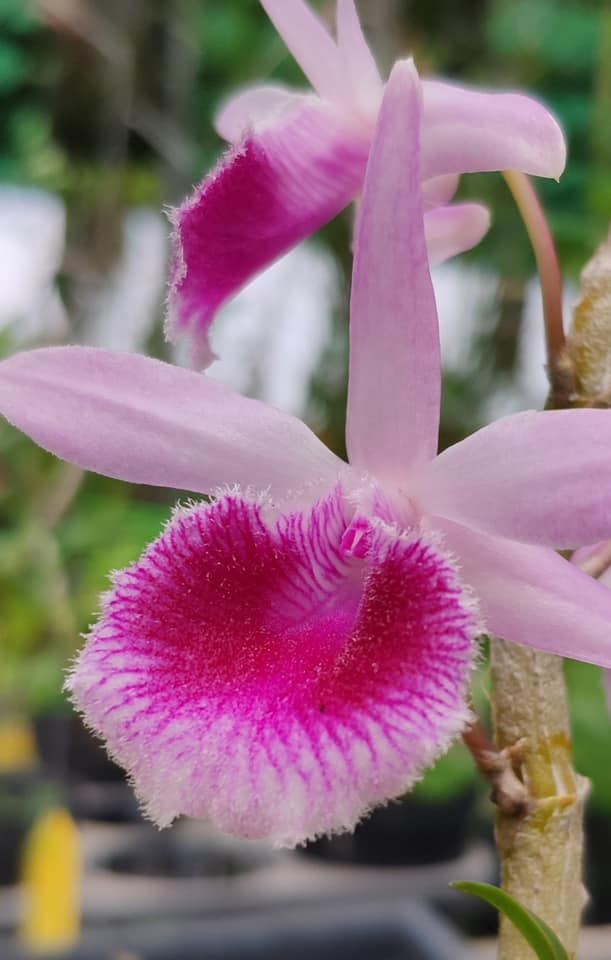 Dendrobium Mentor orchid images, lineage and ancestry