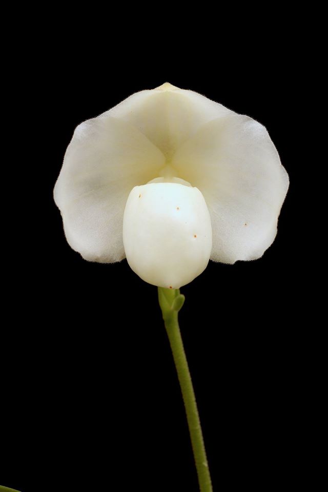 Paphiopedilum Hung Sheng Leucobull orchid images, lineage and ancestry