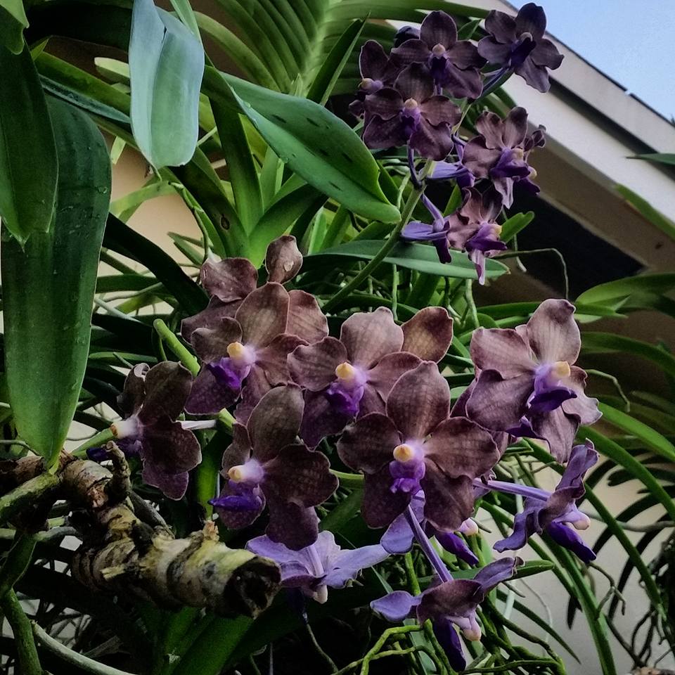 Vanda Karina Motes orchid images, lineage and ancestry