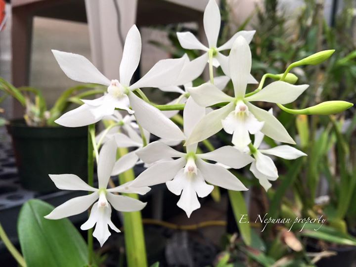 Epiarthron Kevin Mark Ragbir orchid photo gallery