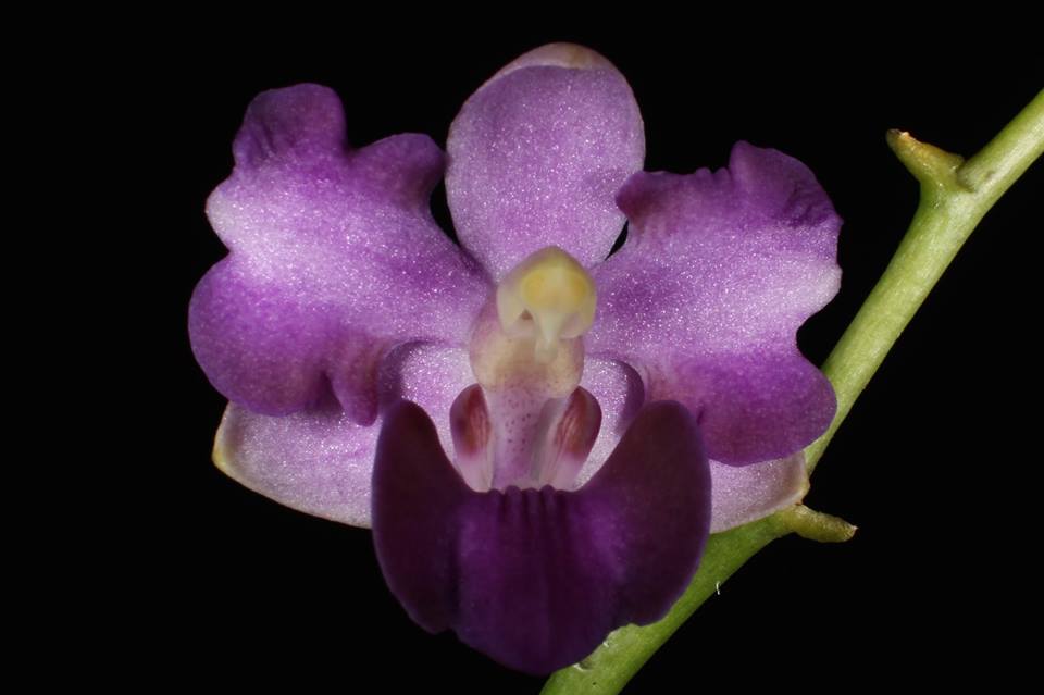 Phalaenopsis Tying Shin Blue Jay orchid images, lineage and ancestry