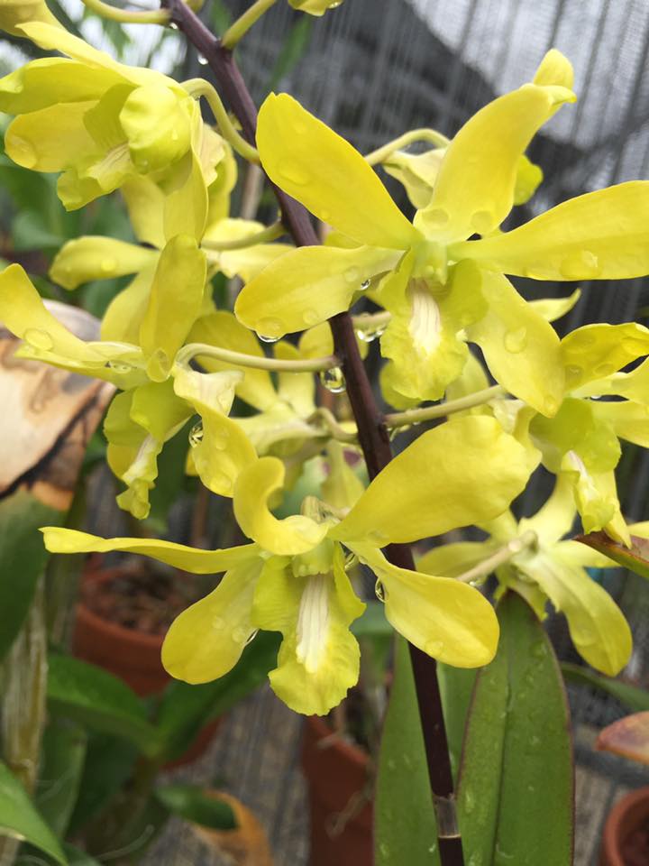 Dendrobium Genting Royal - orchidroots