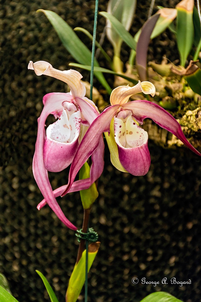 Phragmipedium America orchid images, lineage and ancestry