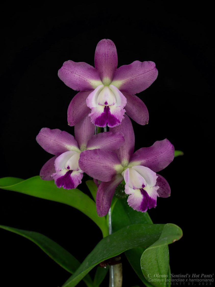 Cattleya Olenus (1904) orchid images, lineage and ancestry