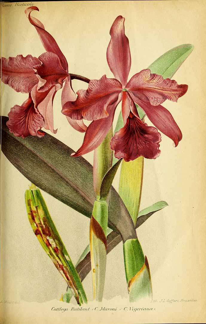 Cattleya Rutilant - orchidroots