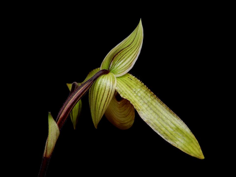 Paphiopedilum Recovery orchid images, lineage and ancestry