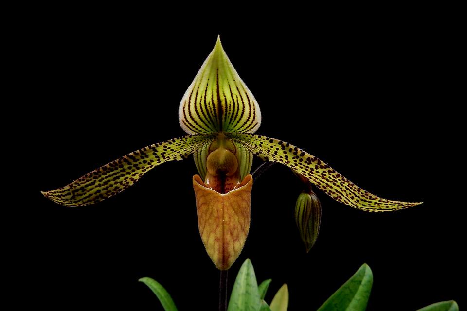 Paphiopedilum Recovery orchid images, lineage and ancestry