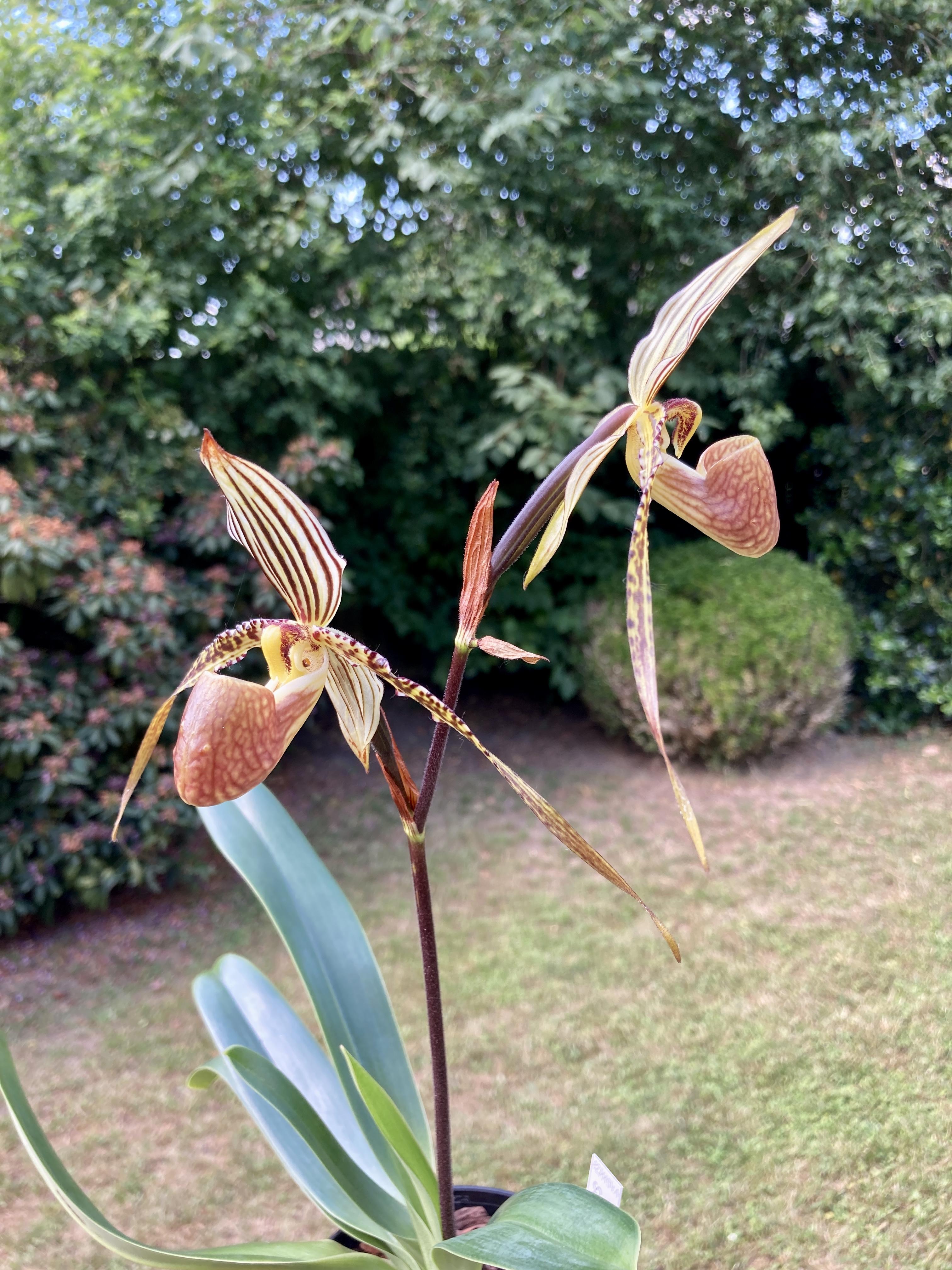 Paphiopedilum Super Saint - orchidroots