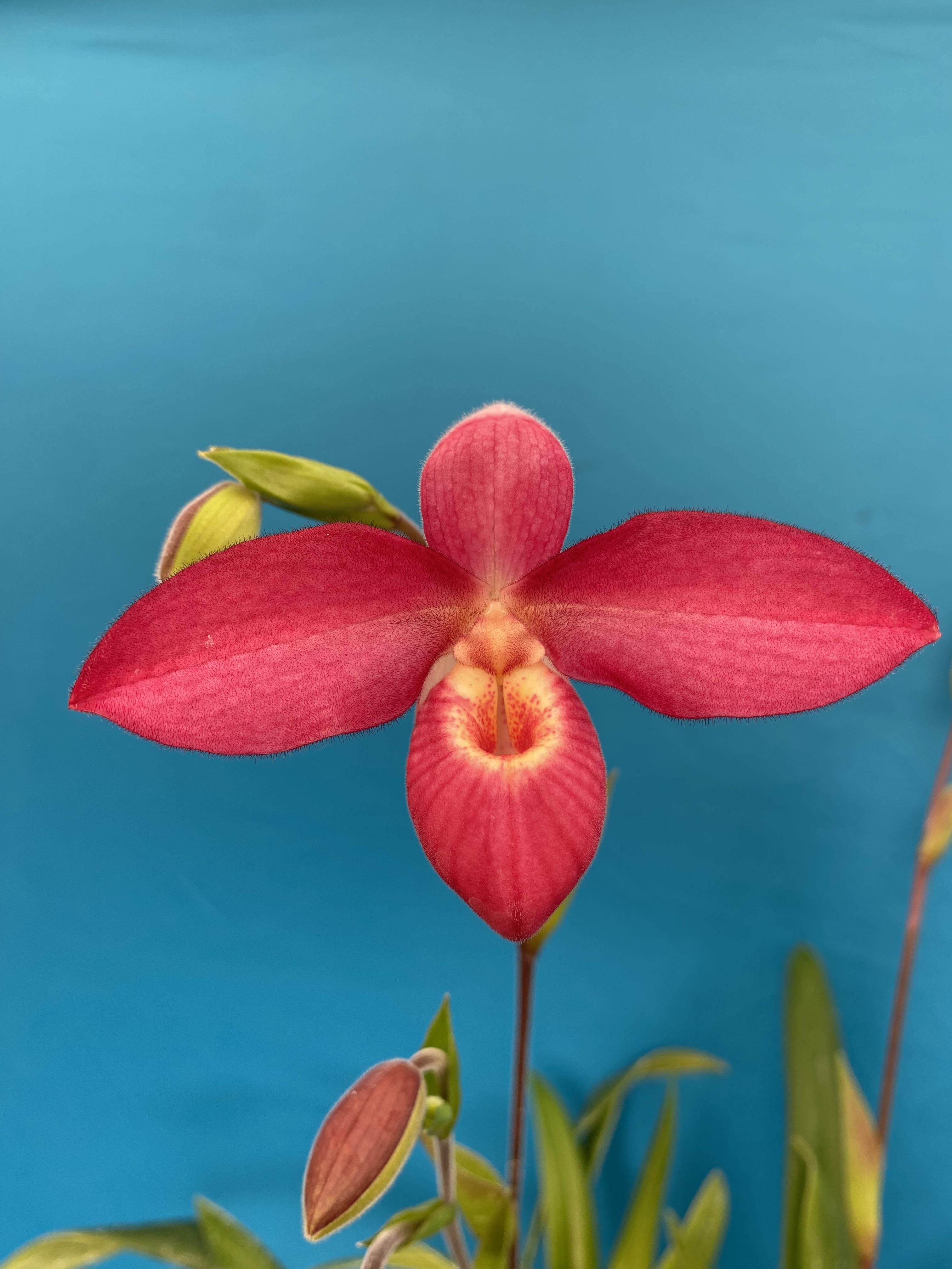 Phragmipedium Elizabeth Castle orchid images, lineage and ancestry
