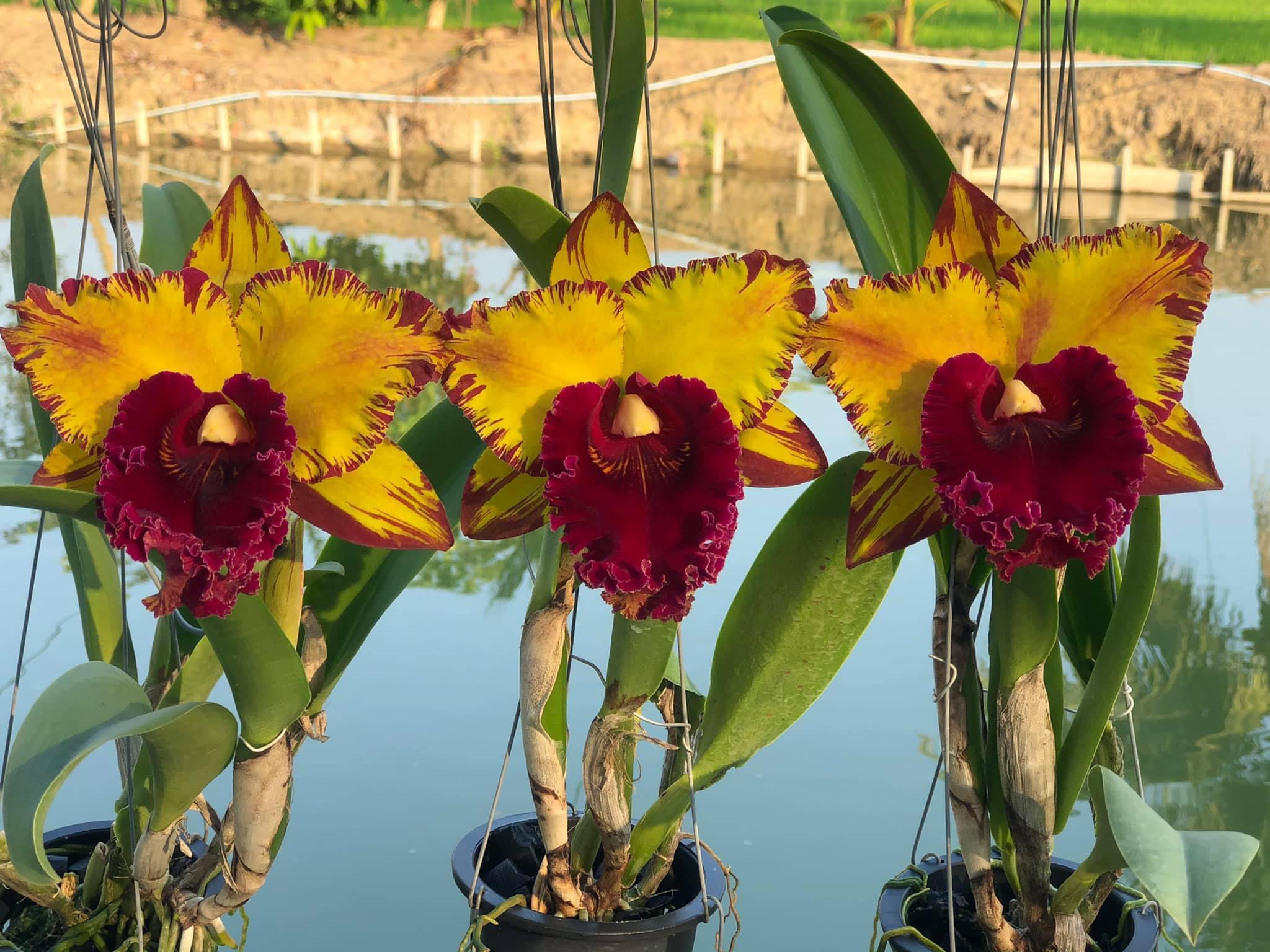 Rhyncholaeliocattleya Hey Song