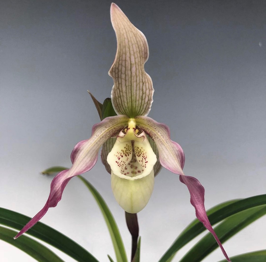 Phragmipedium Memoria Ann Stuckey orchid photo gallery