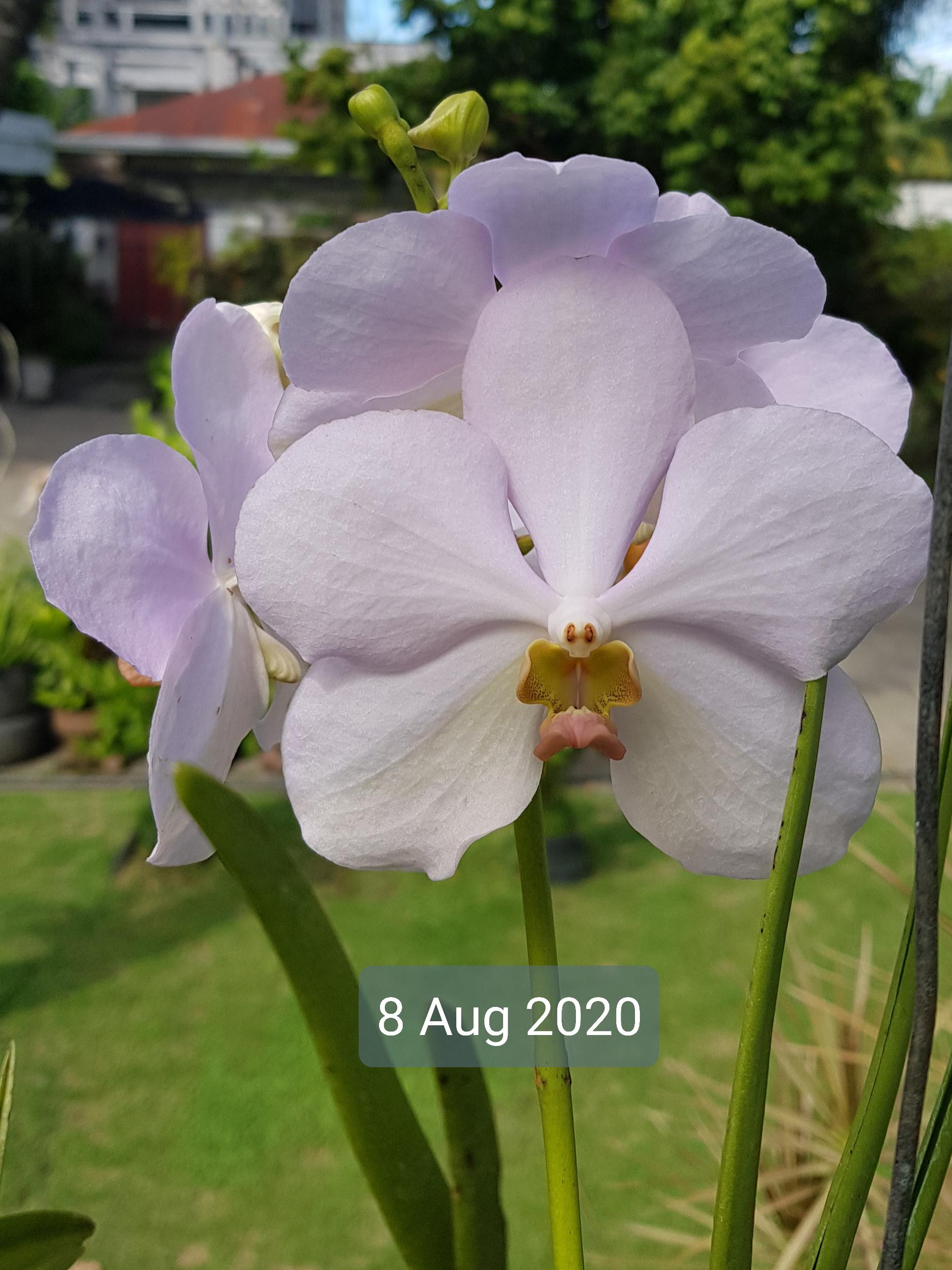 Papilionanda Esther Araneta Pure White