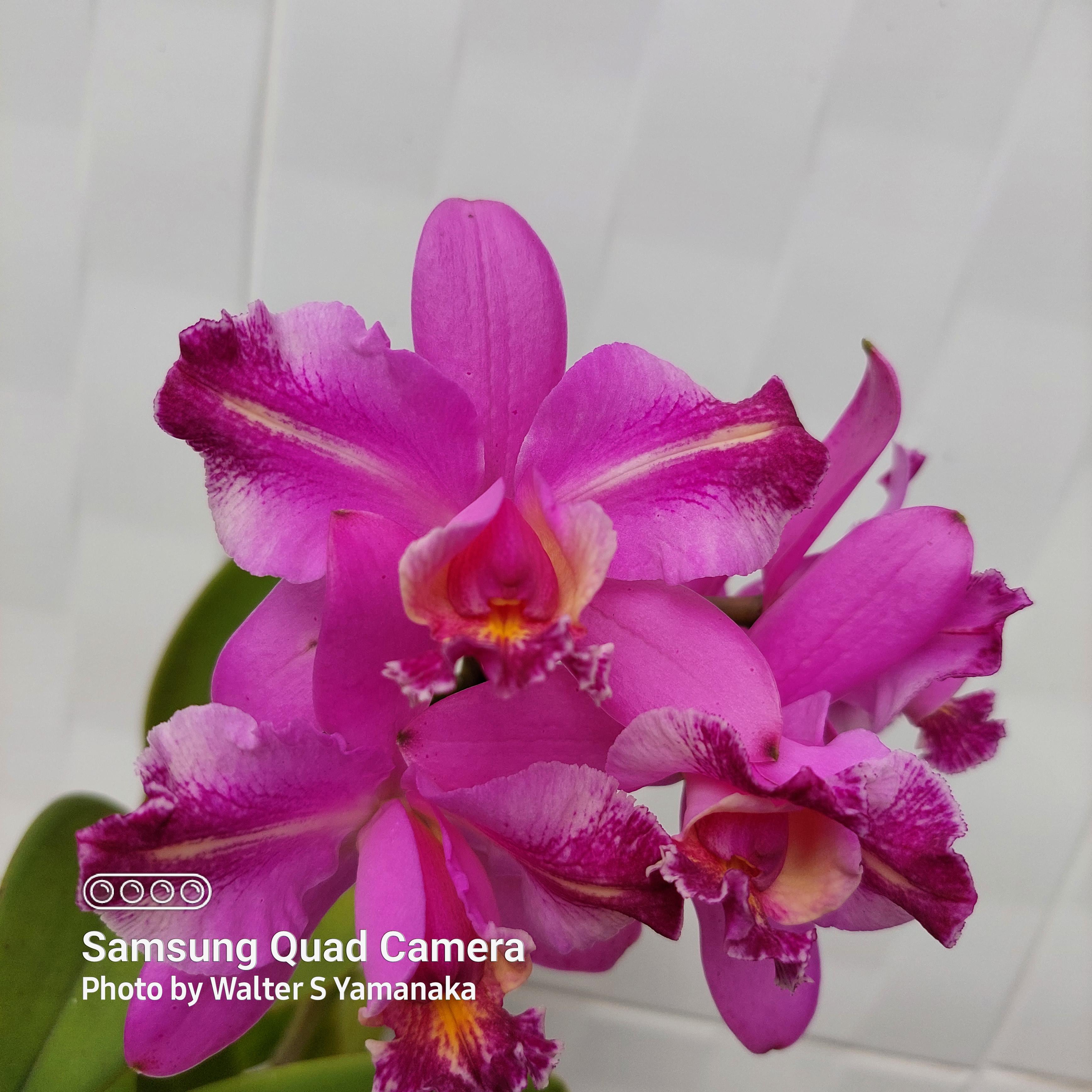 Cattleya Flor de Gabriela orchid images, lineage and ancestry