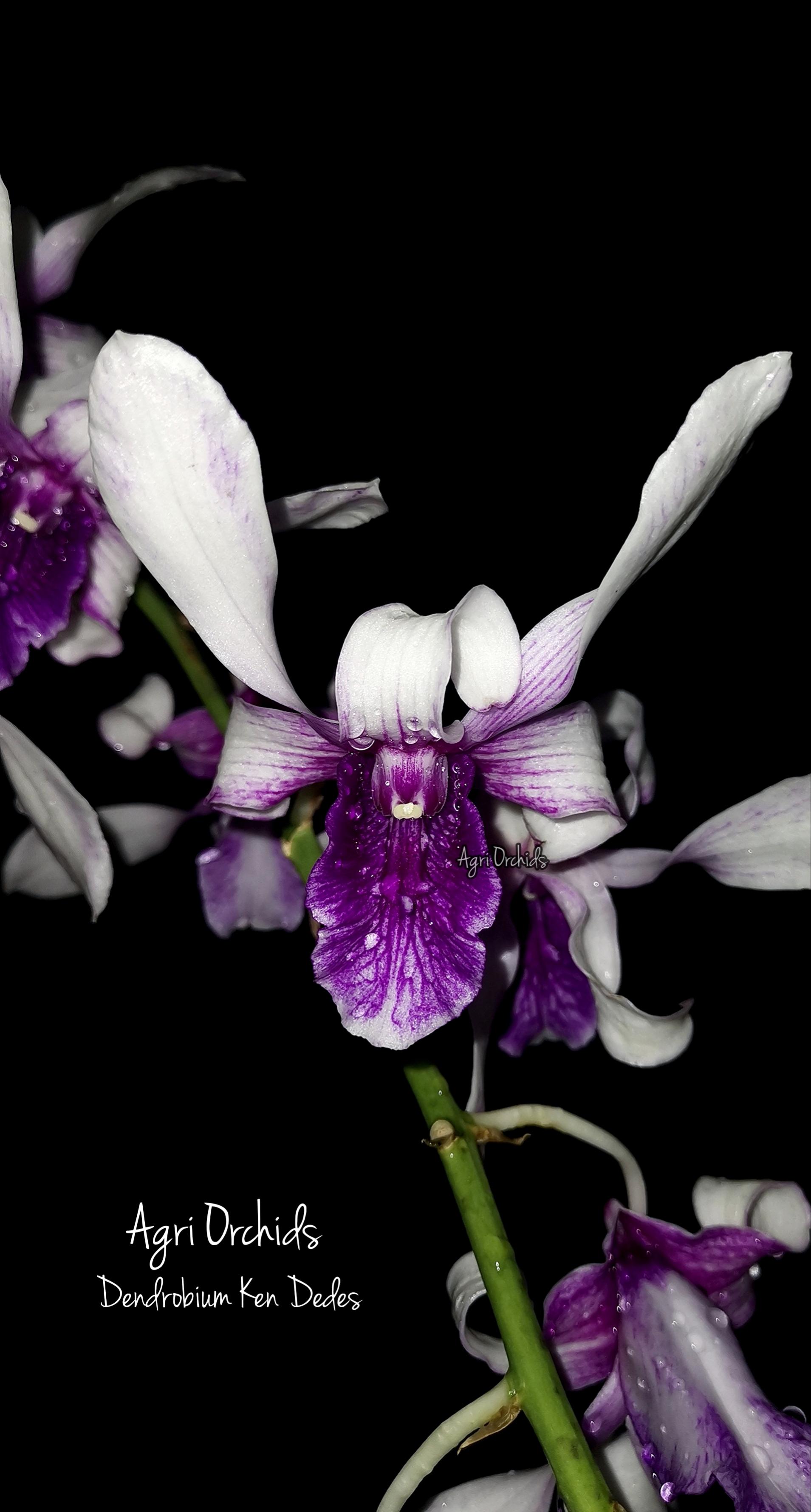 Dendrobium Indonesia Merdeka - orchidroots