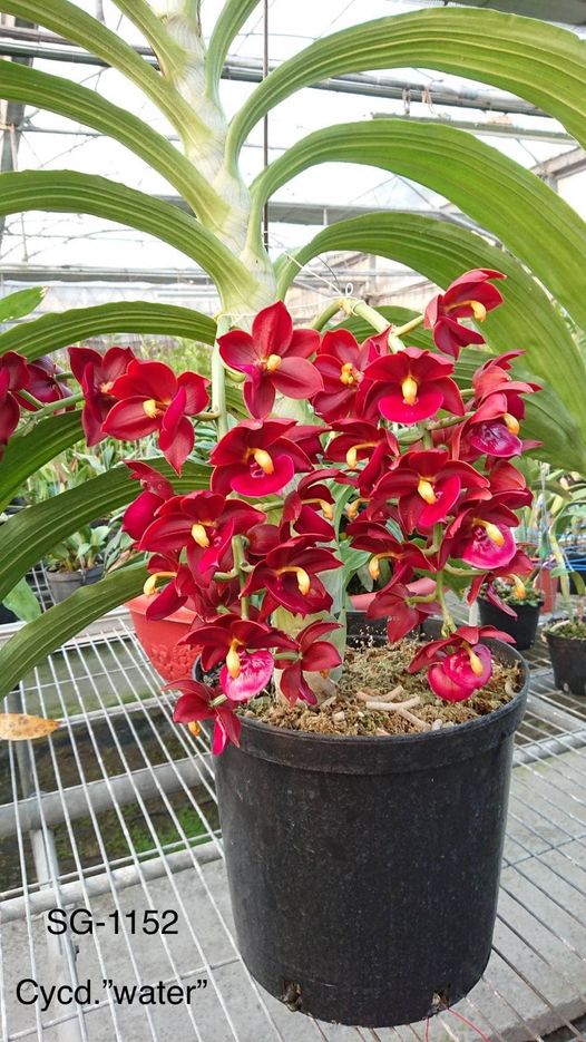 Cycnodes Taiwan Yellow Diamond orchid images, lineage and ancestry