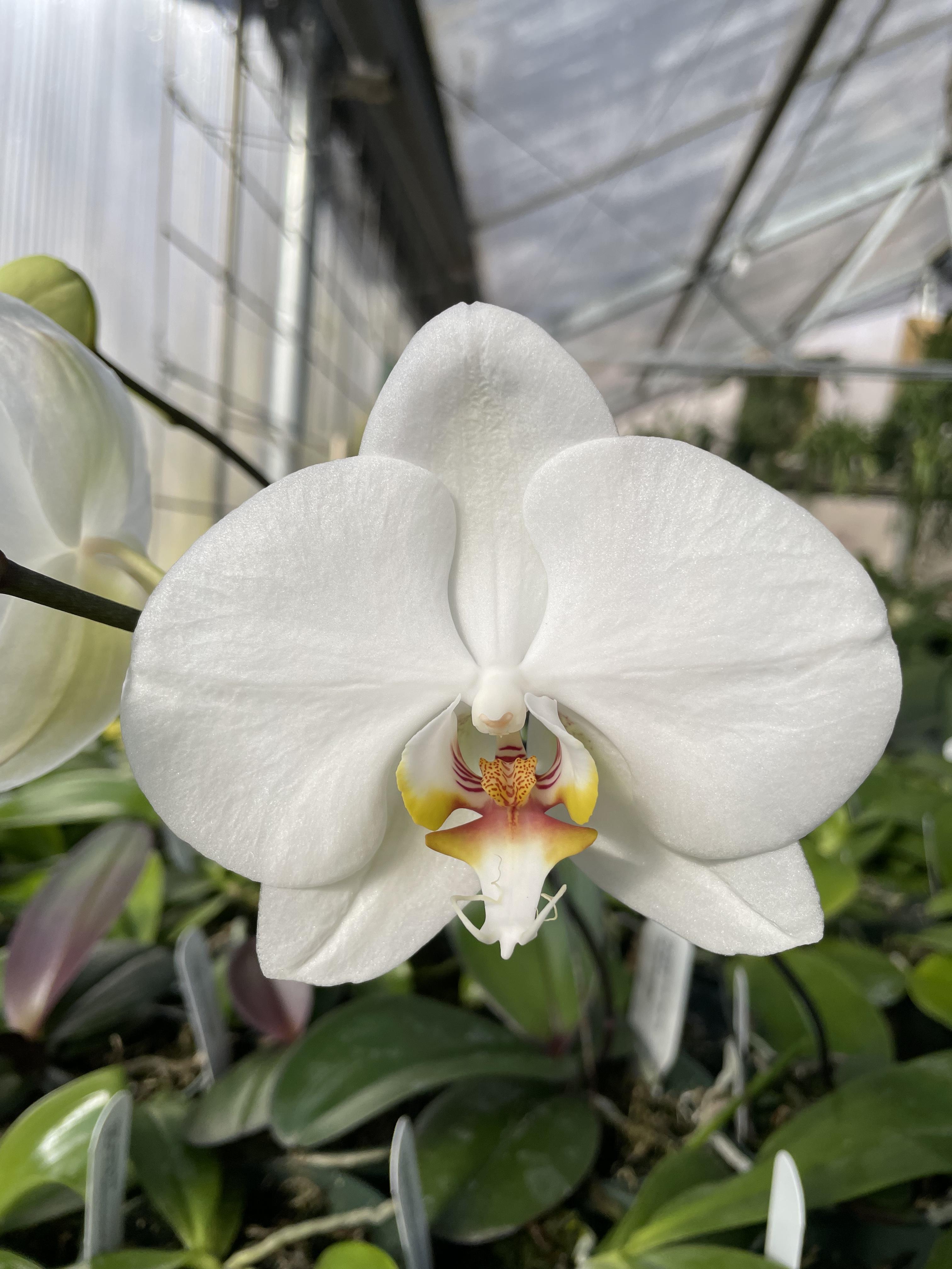 Phalaenopsis Tejas Snow Angel orchid images, lineage and ancestry