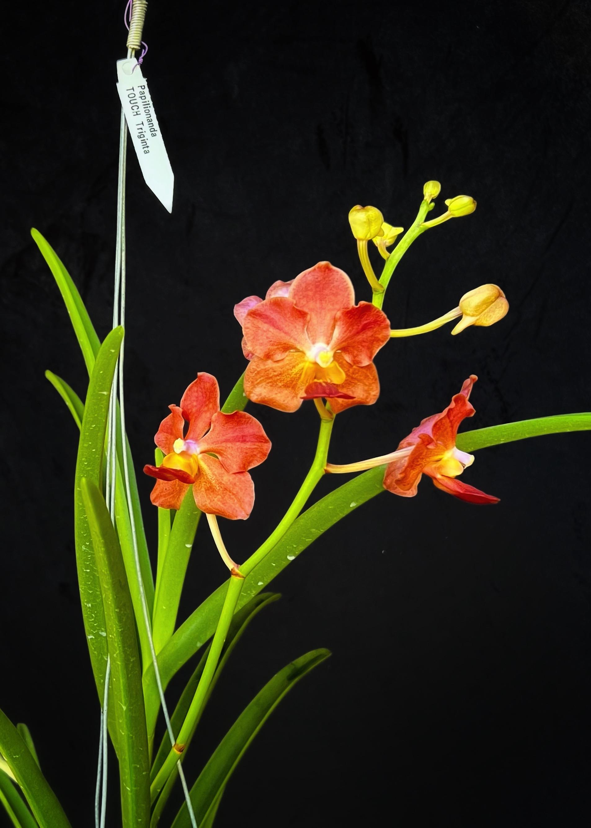 Papilionanda TOUCH Triginta orchid images, lineage and ancestry