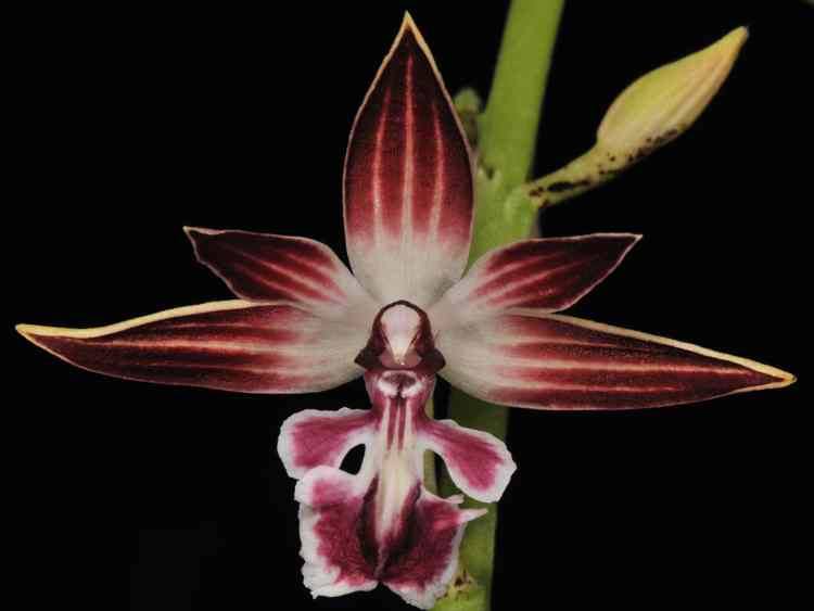 Calanthe brevicornu - orchidroots