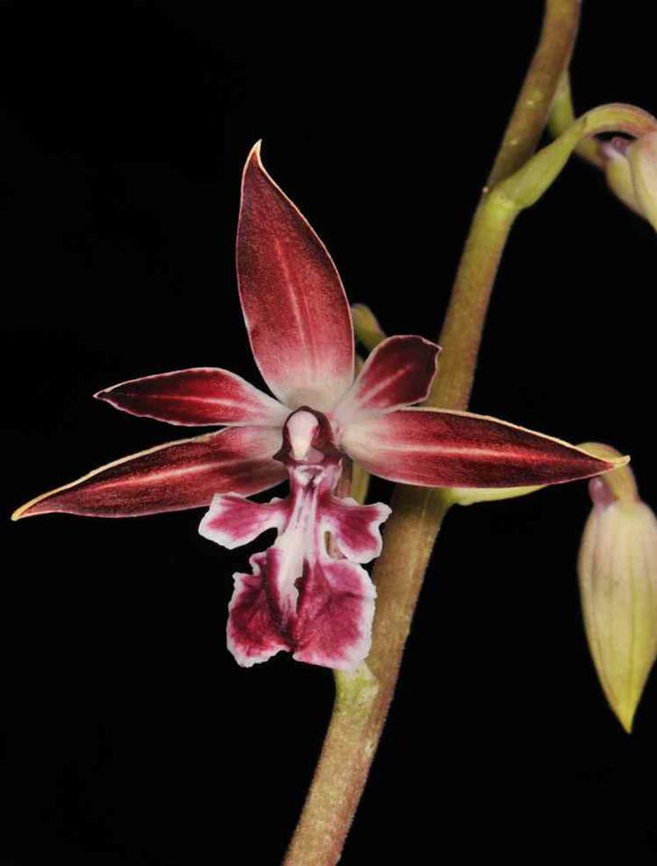 Calanthe brevicornu - orchidroots