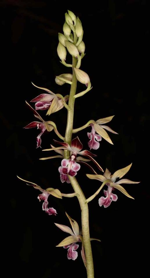 Calanthe brevicornu - orchidroots
