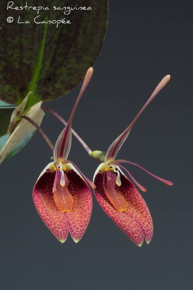 Restrepia sanguinea - orchidroots