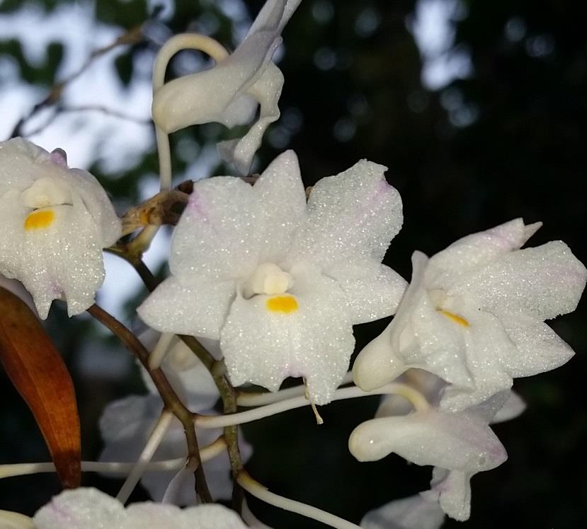 Dendrobium mutabile