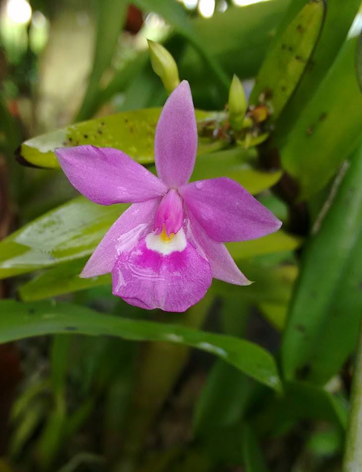 Dimerandra stenopetala orchid information,