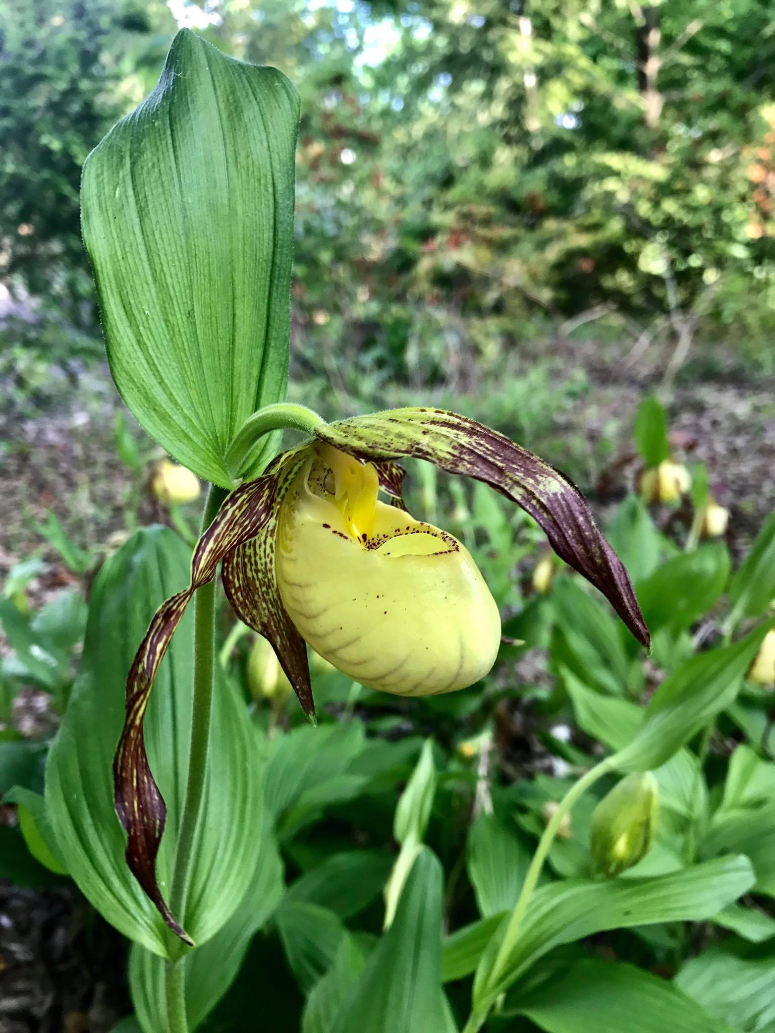 Cypripedium Rascal - orchidroots