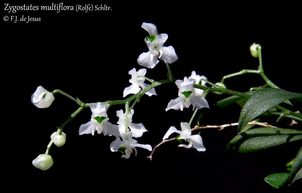 Zygostates multiflora