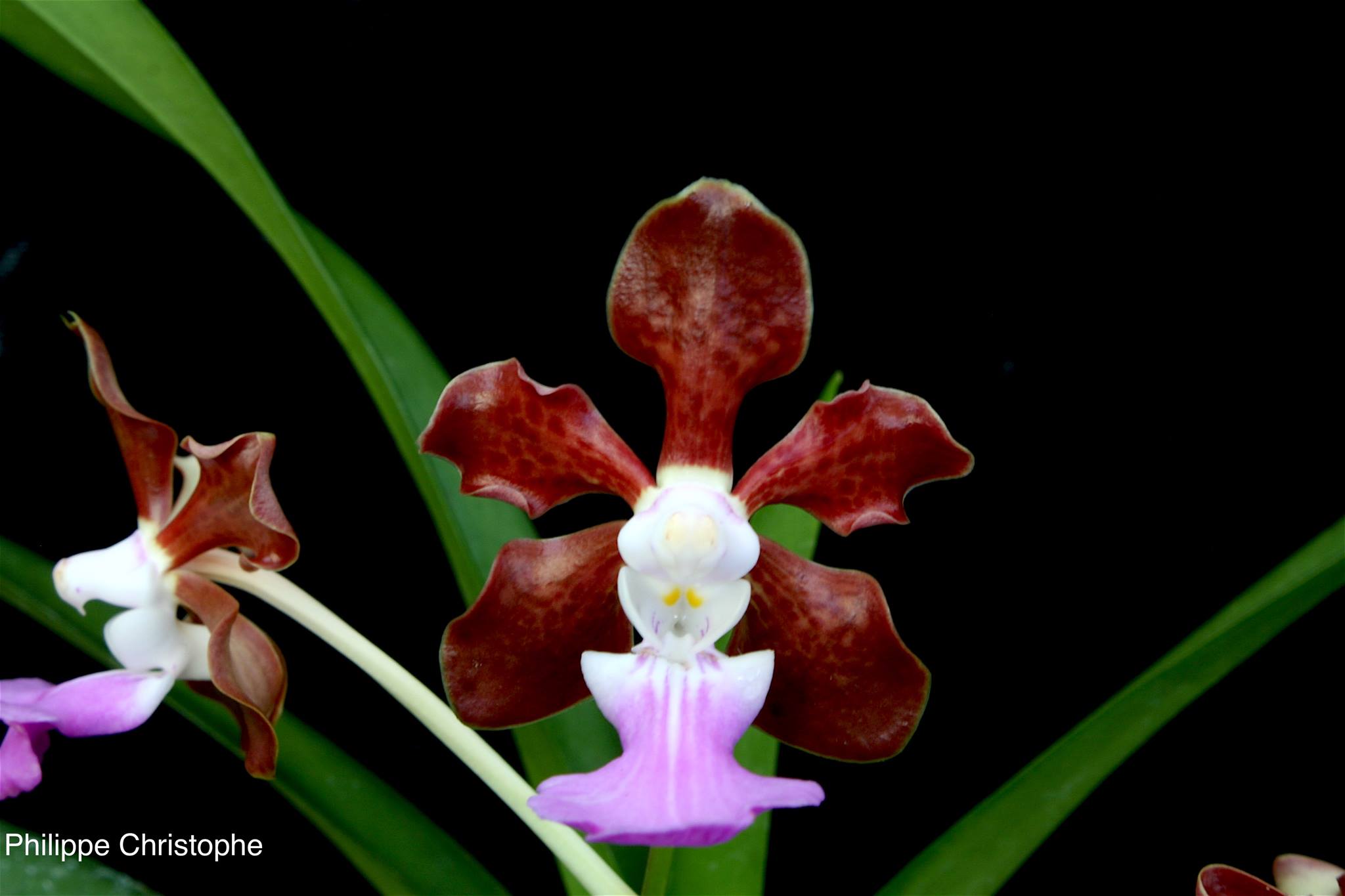 Papilionanda Motes Red Hot orchid images, lineage and ancestry