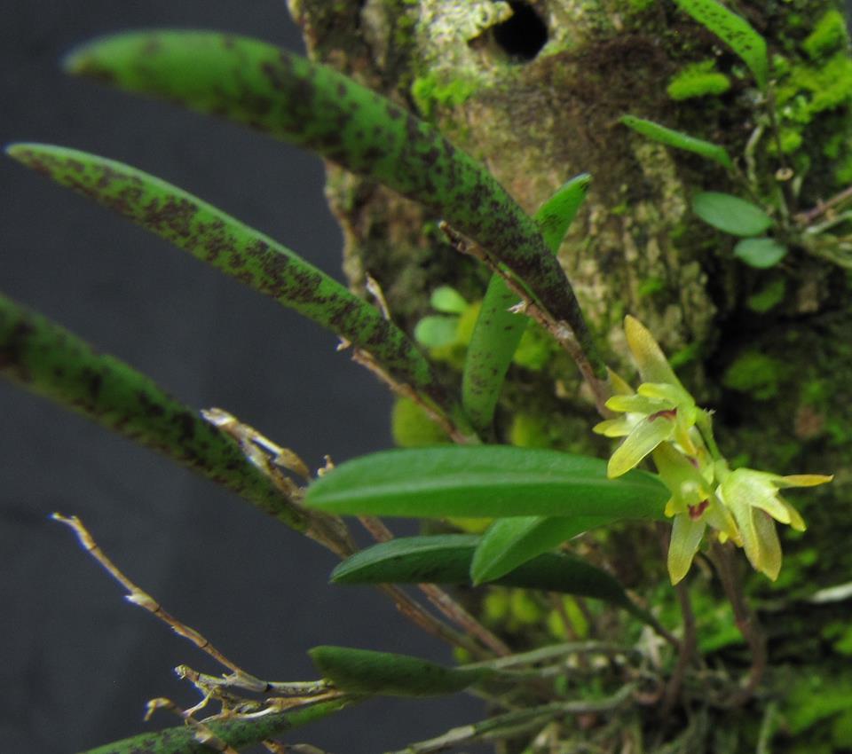 Anathallis bleyensis - orchidroots