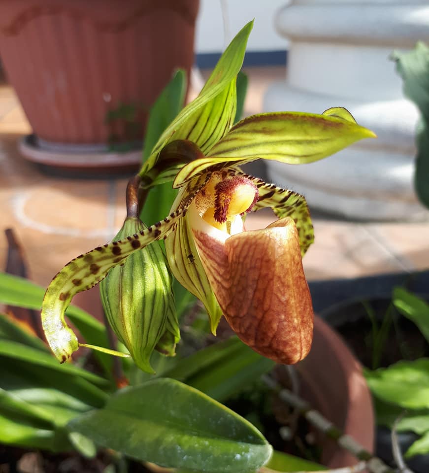 Paphiopedilum Super Saint - orchidroots