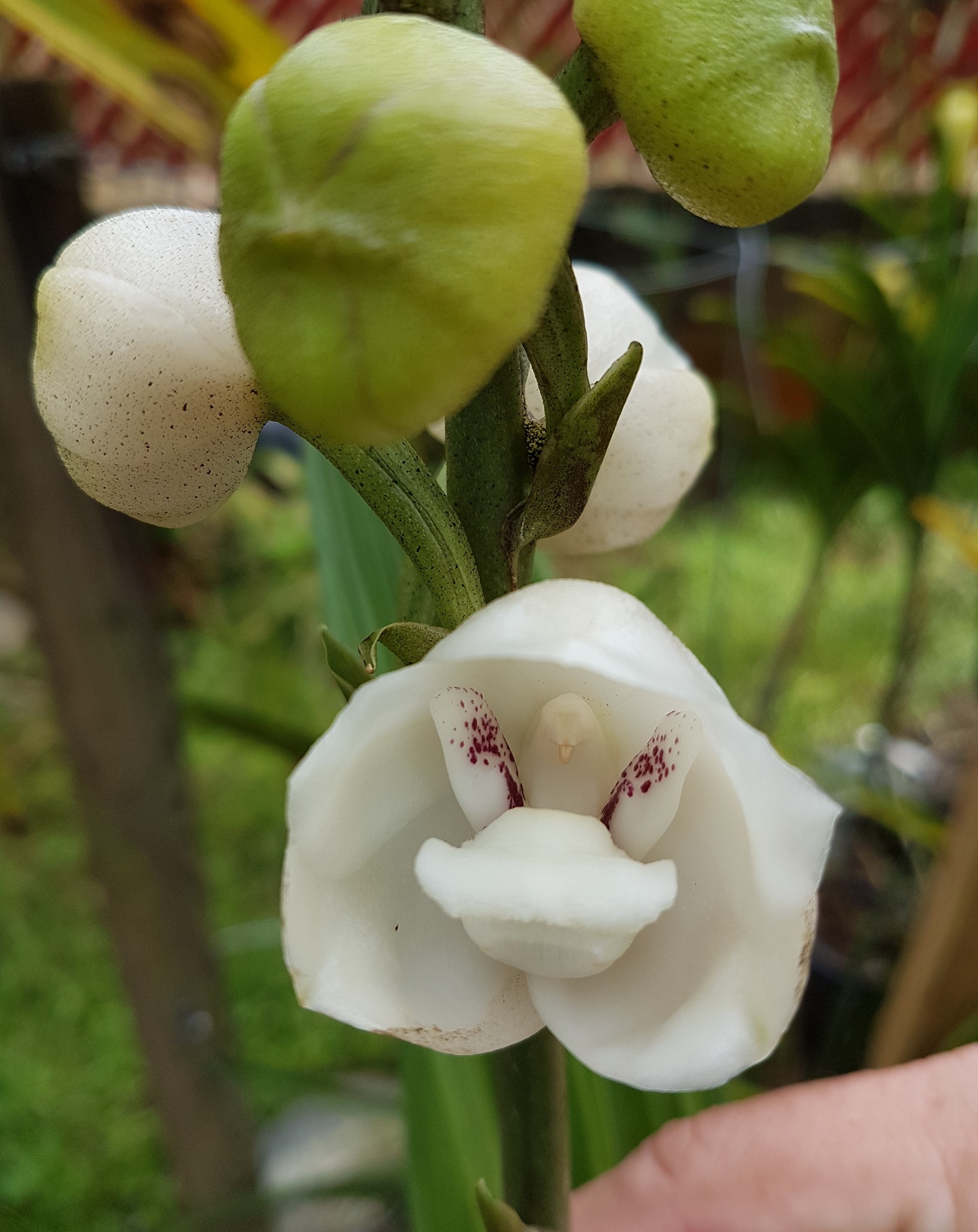 Peristeria elata orchid photo gallery