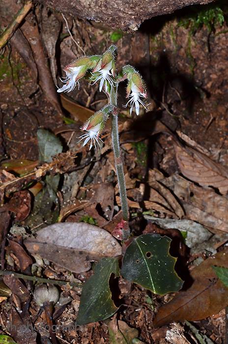Anoectochilus setaceus orchid photo gallery