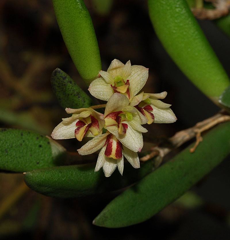 Dendrobium rigidum - orchidroots