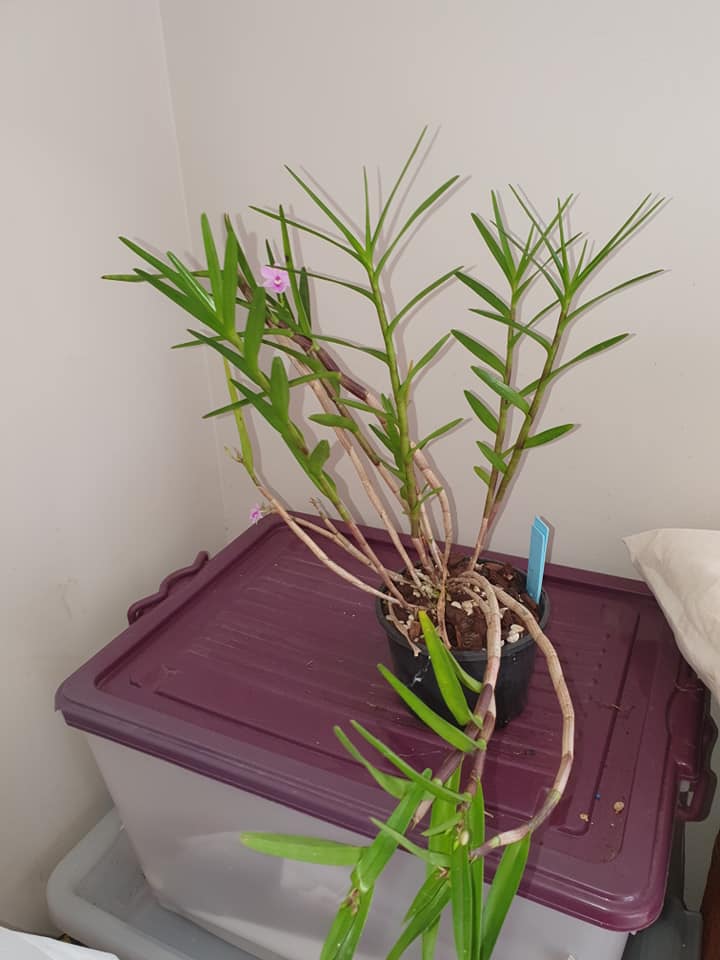 Dimerandra buenaventurae