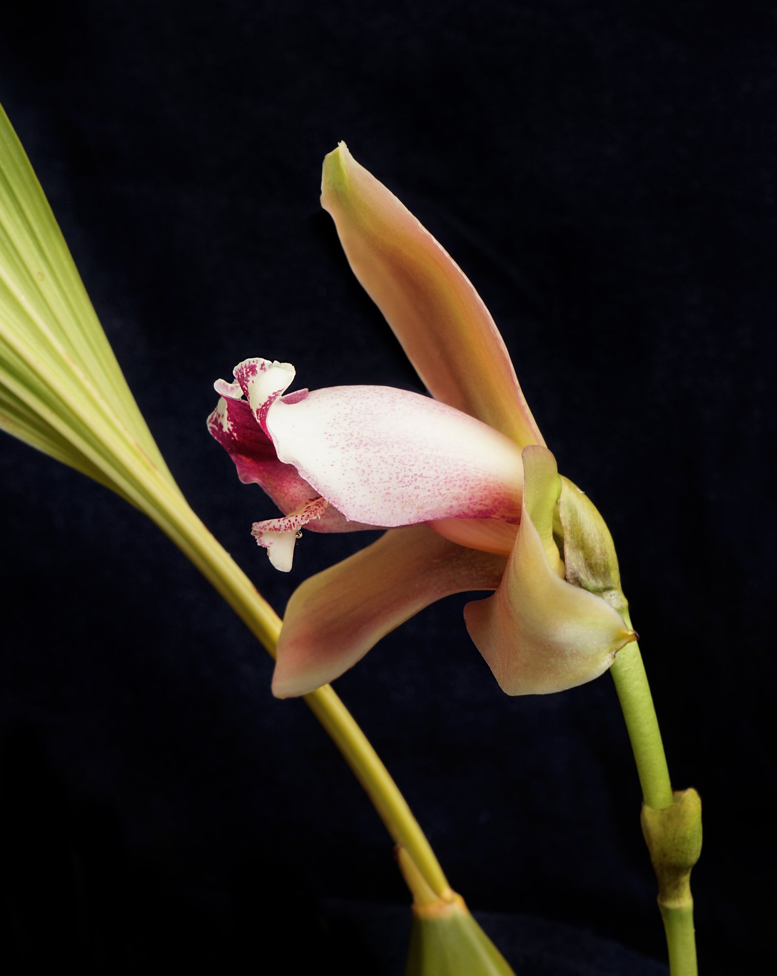 Lycaste Libra