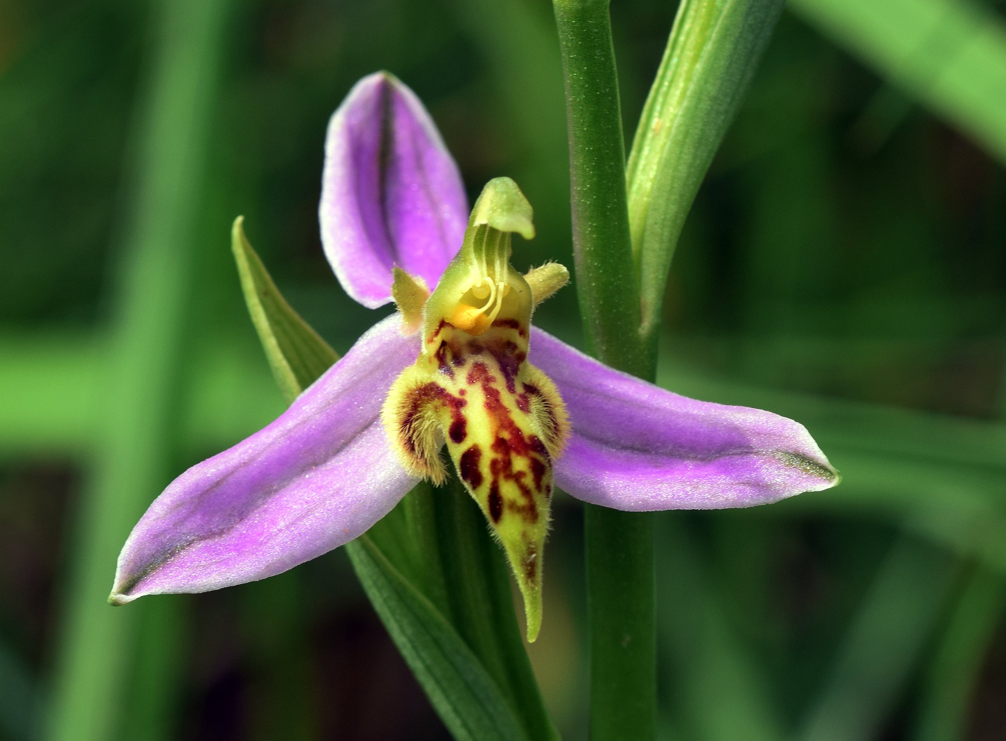 Ophrys apifera var. saraepontana orchid information,